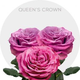 Garden Queen´s Crown Roses 40-60 cm | Bellevueroses.com