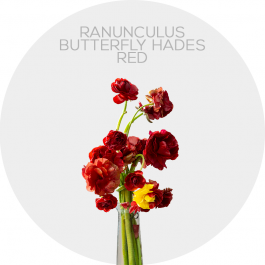 Flowers Ranunculus Red Butterfly Hades| Bellevueroses.com