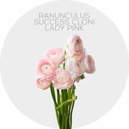 Flowers Ranunculus Light Pink | Bellevueroses.com