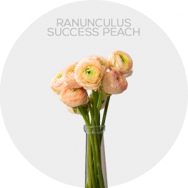 Flowers Box Ranunculus Peach (400 St) | Bellevueroses.com