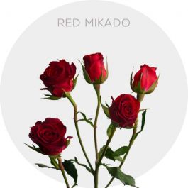 Spray Red Mikado | Bellevueroses.com