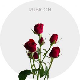 Spray Red Rubicon 40-60 cm | Bellevueroses.com