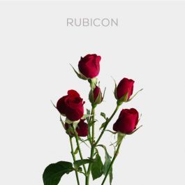 Start adding bunches to your box!