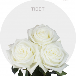 White Tibet Roses 40-60 cm| BellevueRoses.com