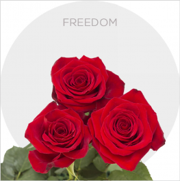 Box Red Freedom Roses 50 cm (100 St)| Bellevueroses.com