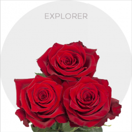 Box Red Explorer Roses 60 cm (100 St)| Bellevueroses.com