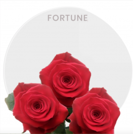 Box Red Fortune Roses 50 cm (100 St) | Bellevueroses.com