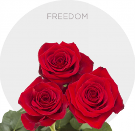 Red Freedom Roses 40-70 cm | BellevueRoses.com