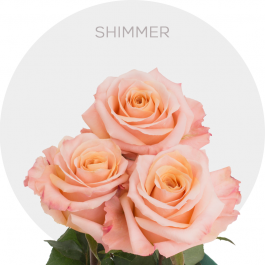 Peach Shimmer Roses 50-60 cm | Bellevueroses.com