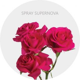 Spray Hot Pink Supernova 40-60 cm | Bellevueroses.com