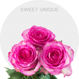 Pink Sweet Unique Roses 50-70 cm | BellevueRoses.com