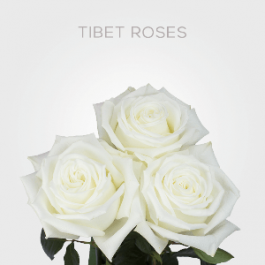 White Tibet 40 cm (25 St bunch) | Bellevueroses.com