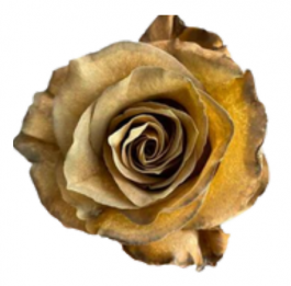 Tinted Brown Roses 50 cm | Bellevueroses.com