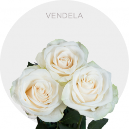 Cream Vendela Roses 40-60 cm | BellevueRoses.com