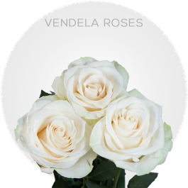 Cream Vendela Roses 40-60 cm | BellevueRoses.com