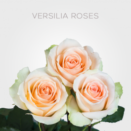 verisilia
