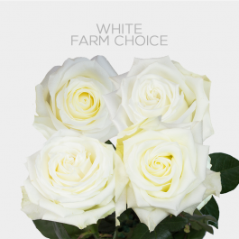 White Farm Choice 50 cm (25 St bunch) | Bellevueroses.com