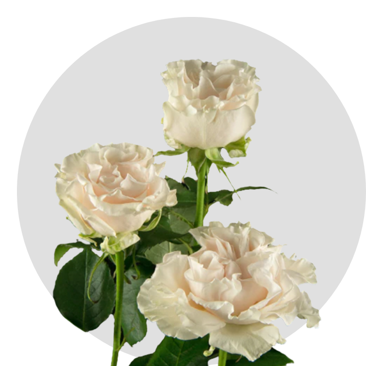 white rose wp468