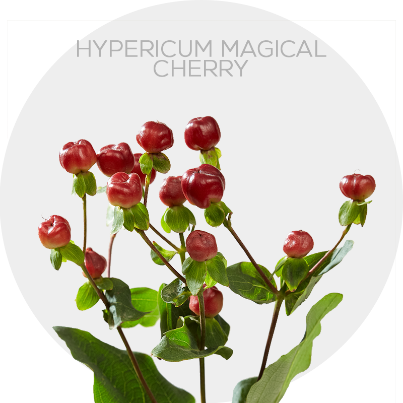 red hypericum berries flower