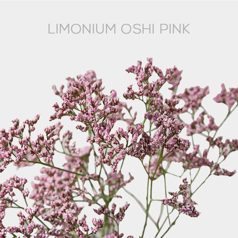 pink limonium