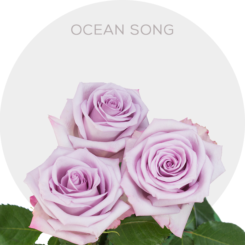 Ocean Song Rose
