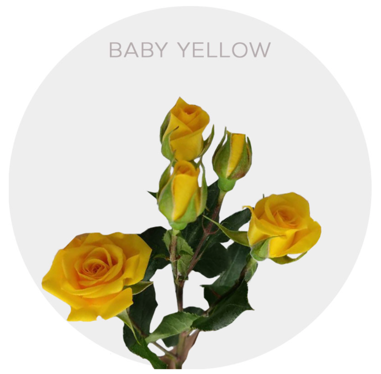 Yellow Spray Roses