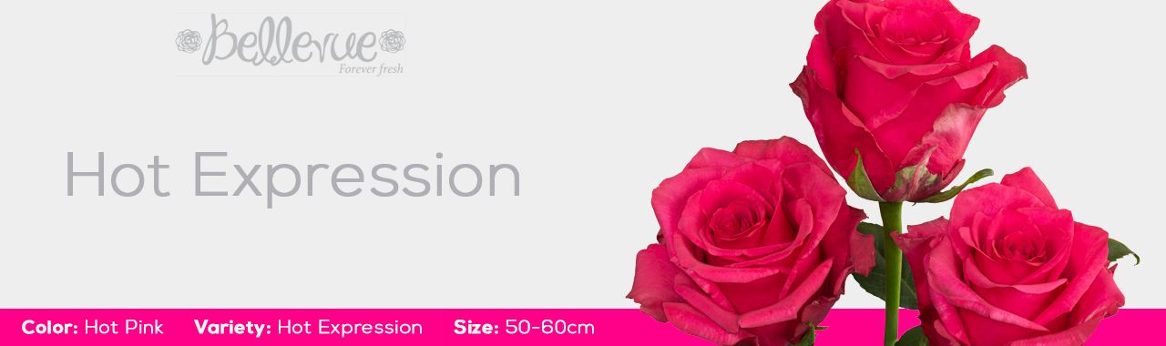 Bellevue Hot Pink Rose Collection