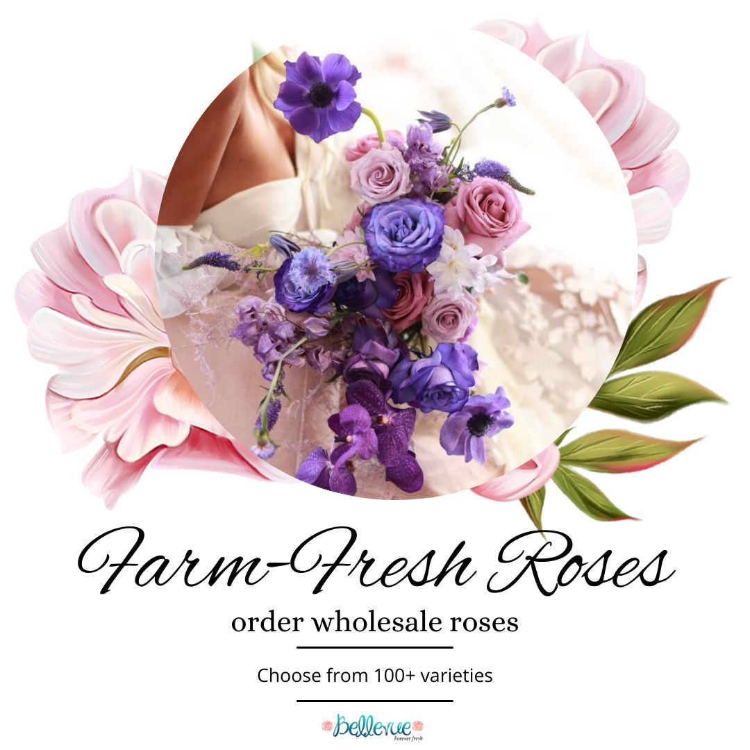 Bellevue Roses Wholesale | Bellevueroses.com